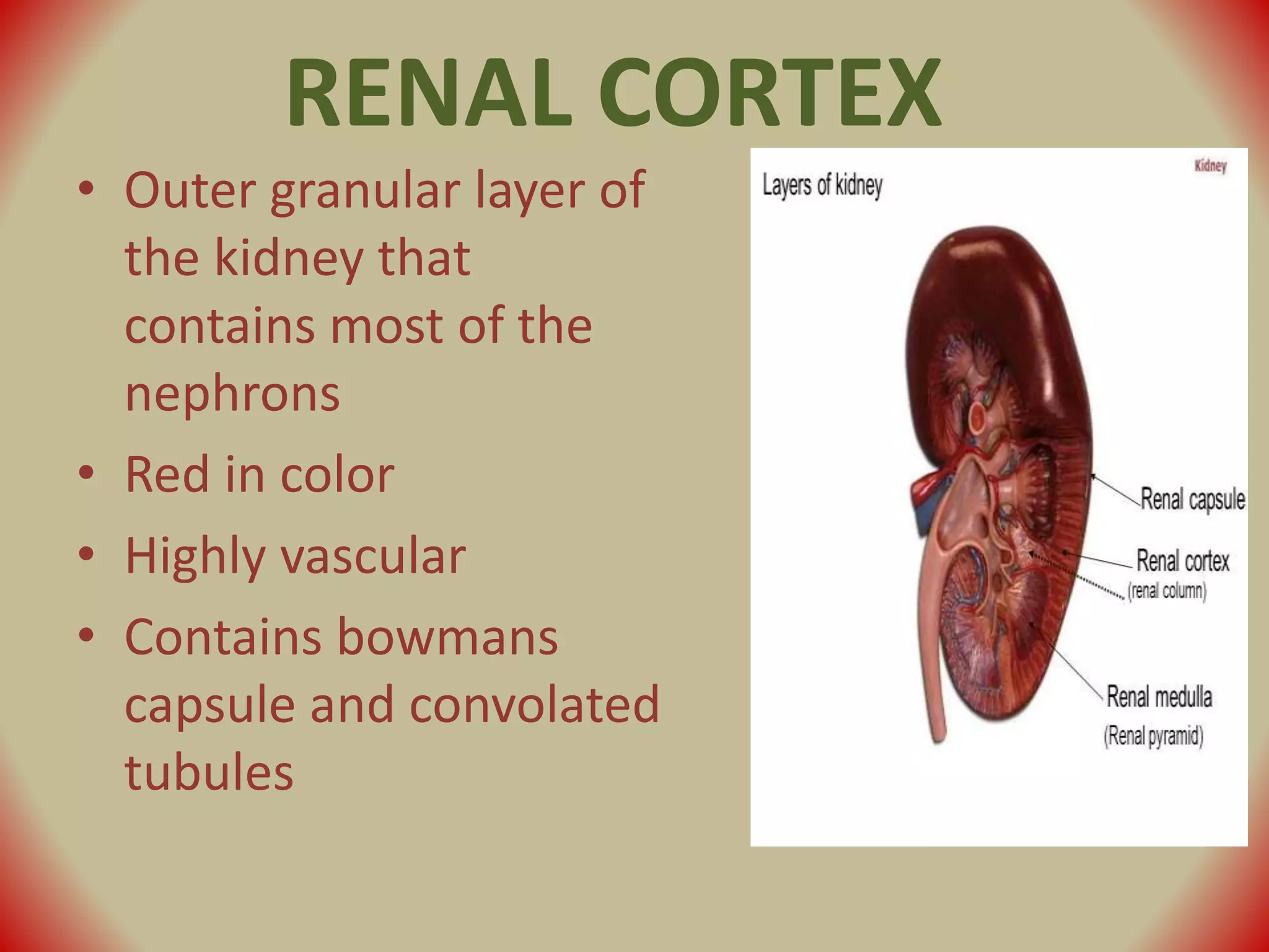 Renal anatomy and physiology seminar and chronic and acute kidney ...