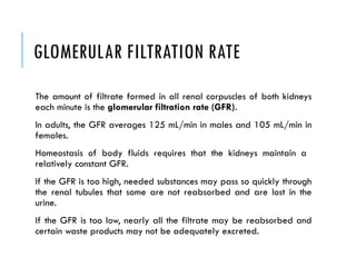 renal process. A complete details of renal process | PPTX