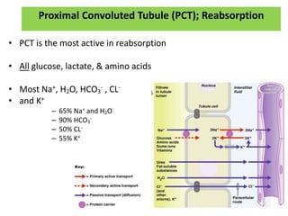 Renal processing of glomerular filtrate | PPTX