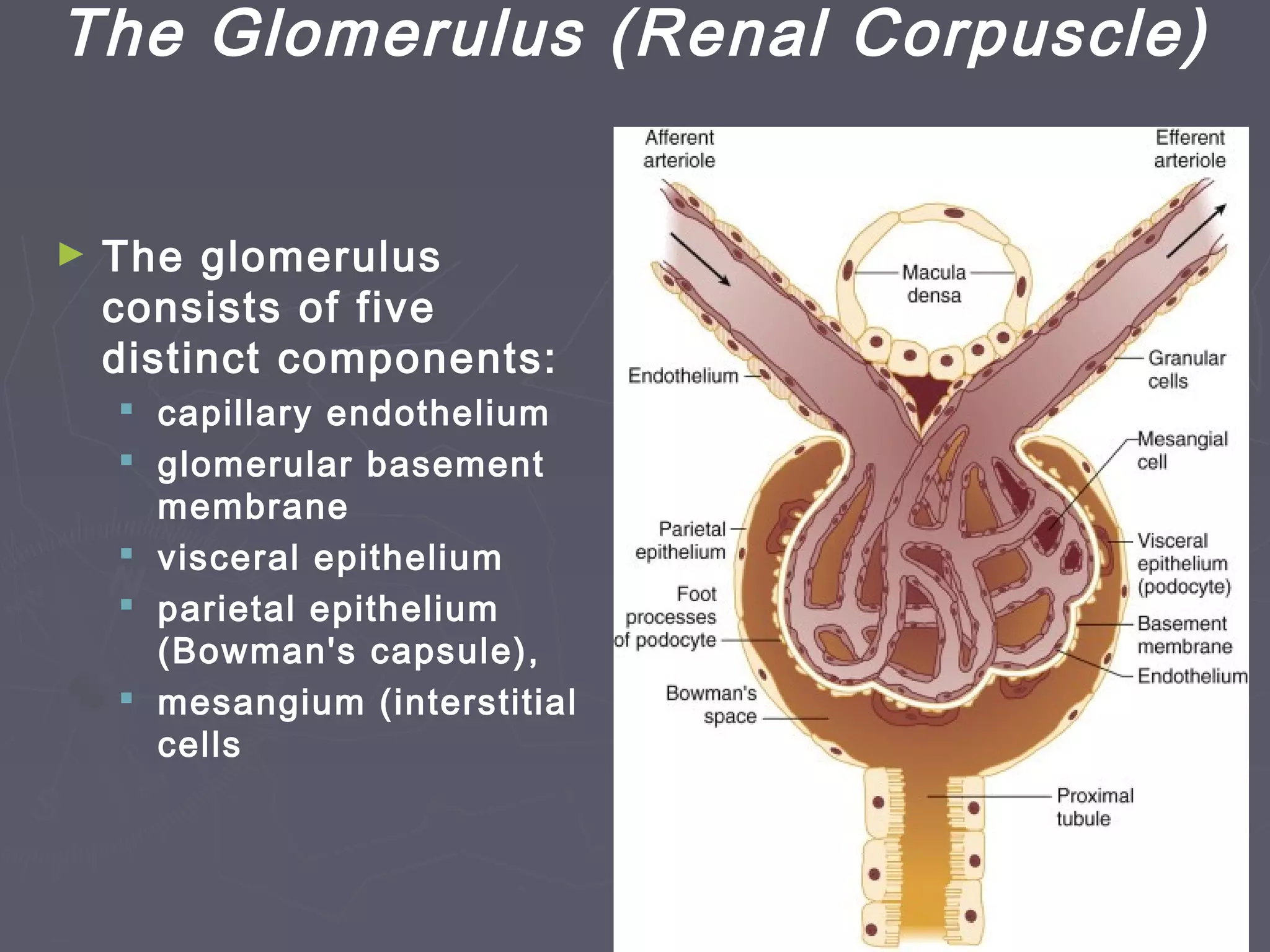 Renal protection during cardiac surgery iii | PPT