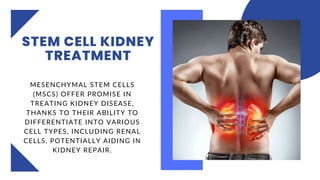 Renal Regeneration: Exploring the Potential of Stem Cell Therapy in ...