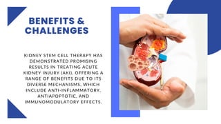 Renal Regeneration: Exploring the Potential of Stem Cell Therapy in ...