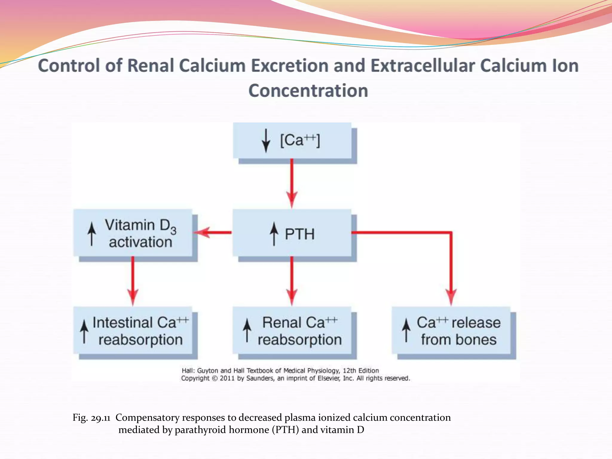 RENAL REGULATION.ppt