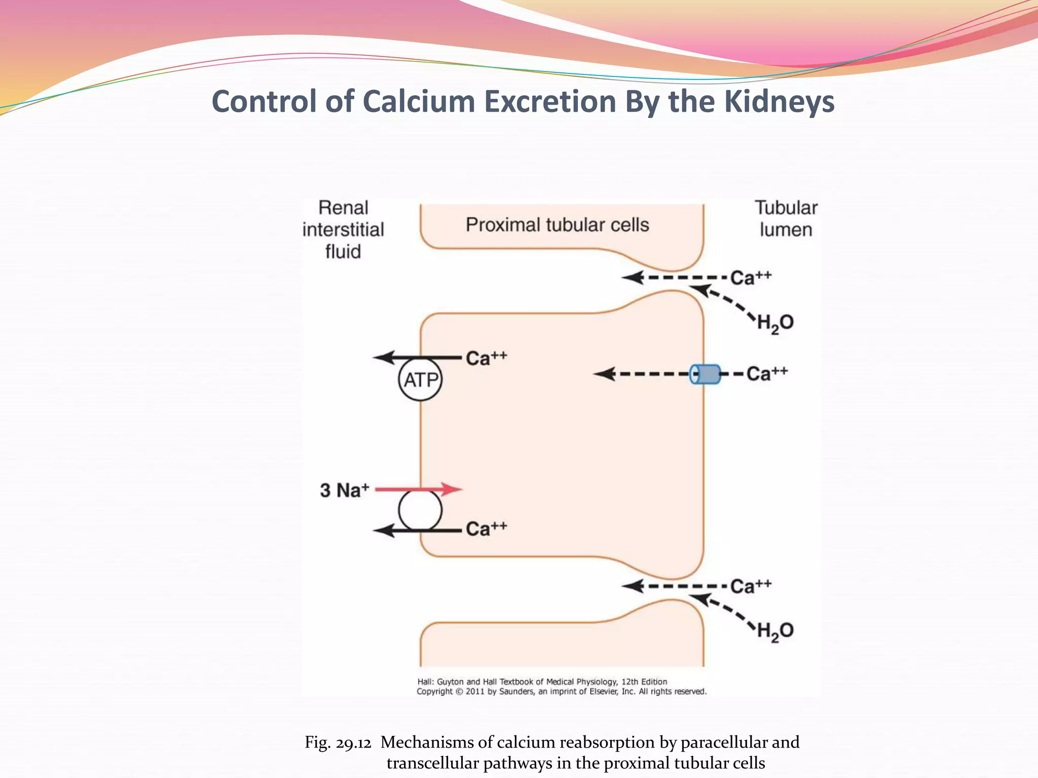 RENAL REGULATION.ppt