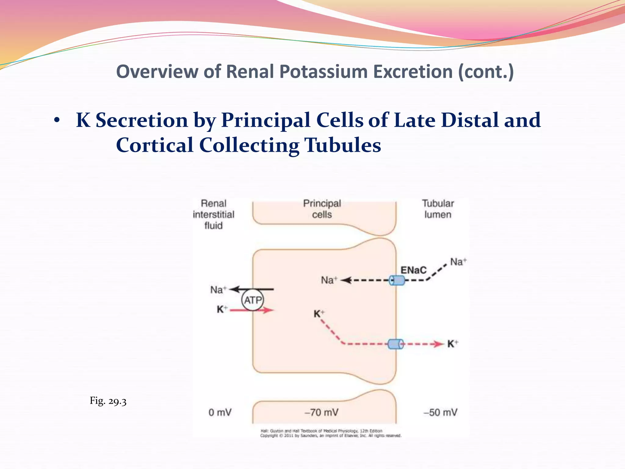 RENAL REGULATION.ppt
