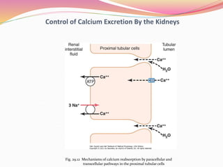RENAL REGULATION.ppt
