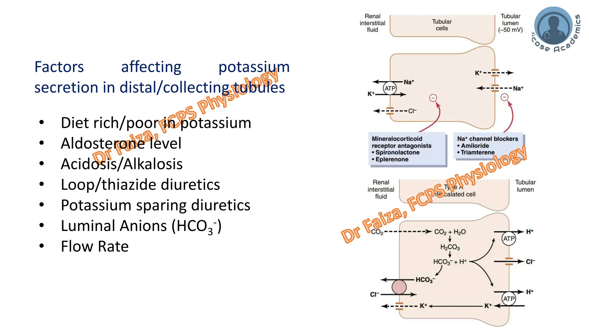 Renal Regulation of Potassium, Calcium, Magnesium and Phosphorus | PDF