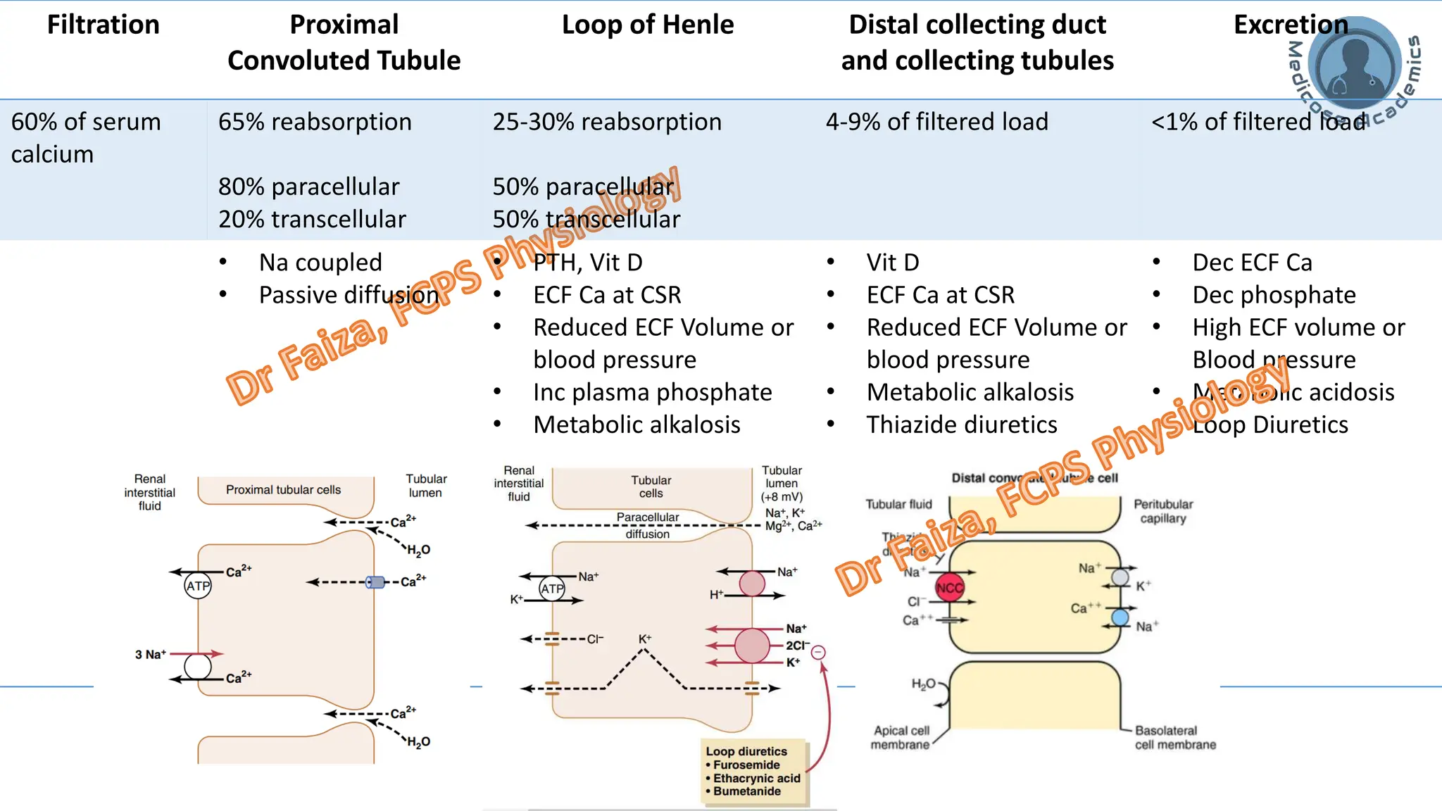 Renal Regulation of Potassium, Calcium, Magnesium and Phosphorus | PDF