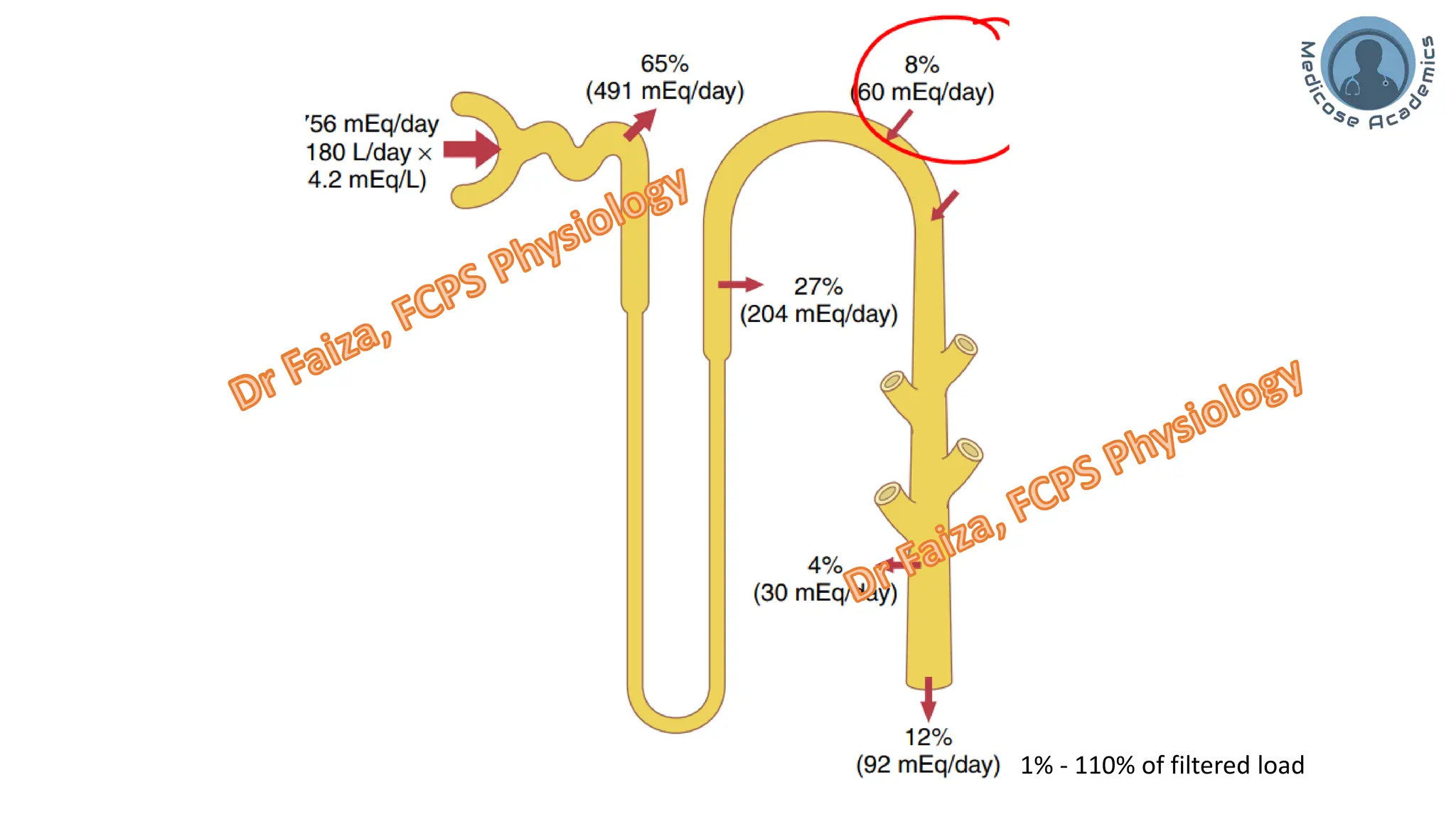 Renal Regulation of Potassium, Calcium, Magnesium and Phosphorus | PDF