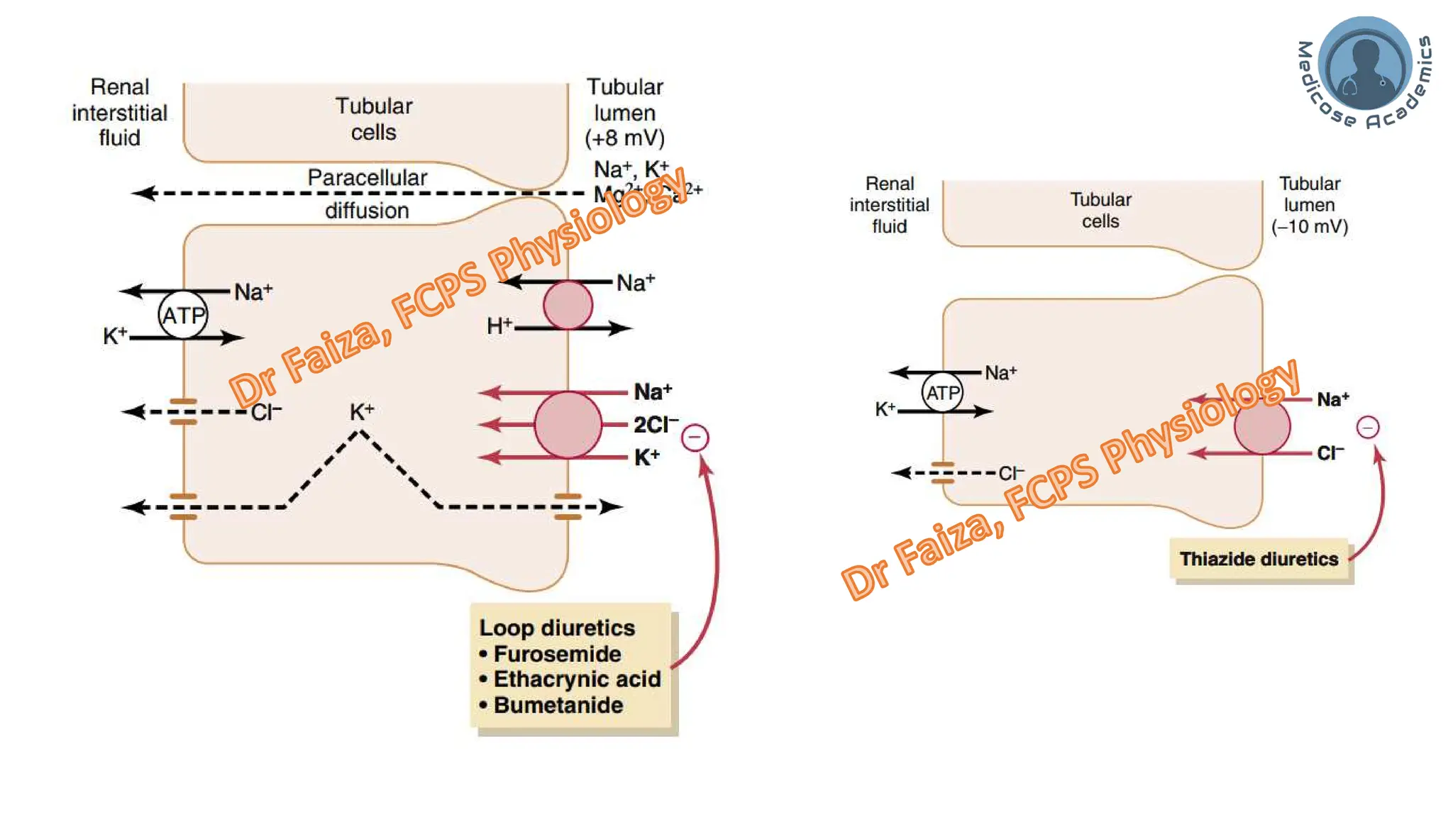 Renal Regulation of Potassium, Calcium, Magnesium and Phosphorus | PDF