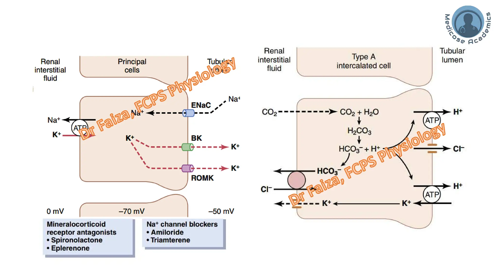 Renal Regulation of Potassium, Calcium, Magnesium and Phosphorus | PDF