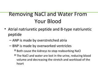 Renal revised | PPT