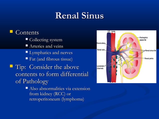 Renal sinus