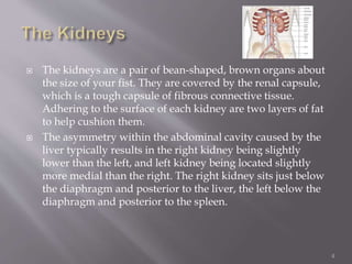 Renal Stone Medical Surgical nursing.pptx