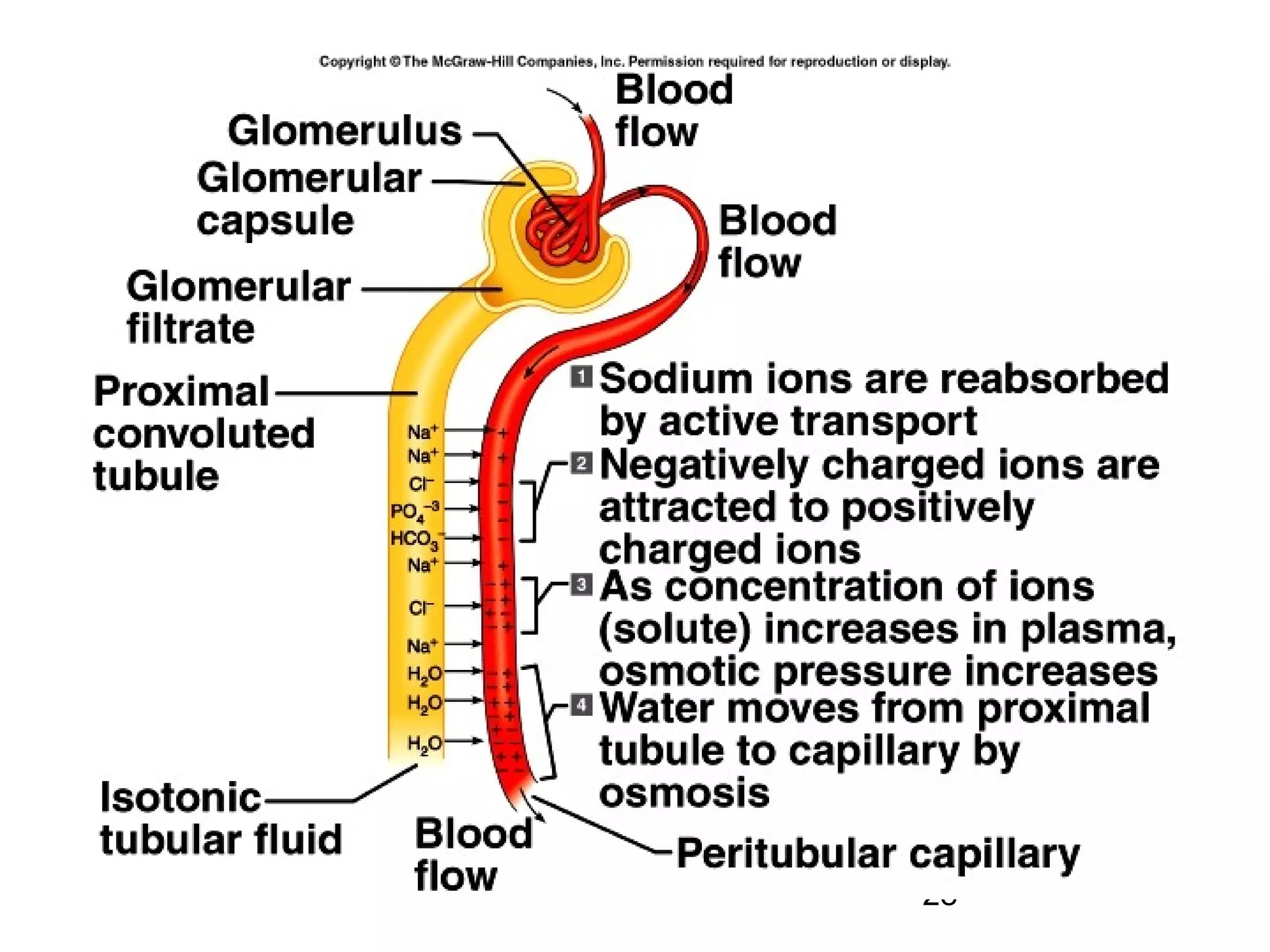 Renal structure and function | PPT