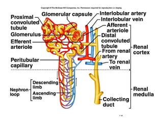 Renal structure and function | PPT