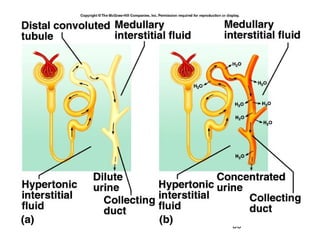 Renal structure and function | PPT
