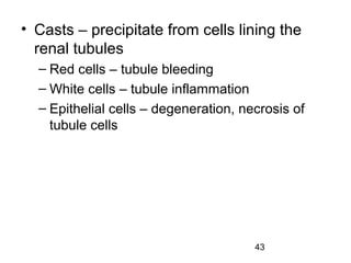 Renal structure and function | PPT