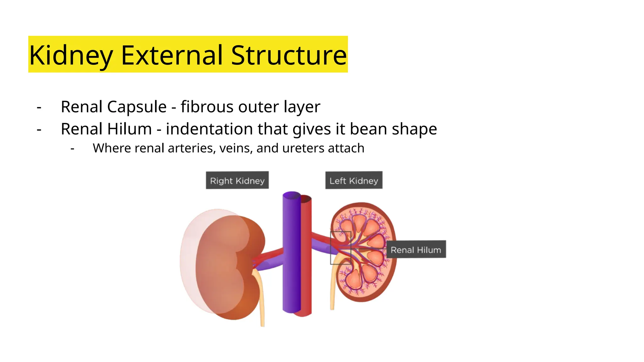 Renal structure & function anatomy and physiology .ppt