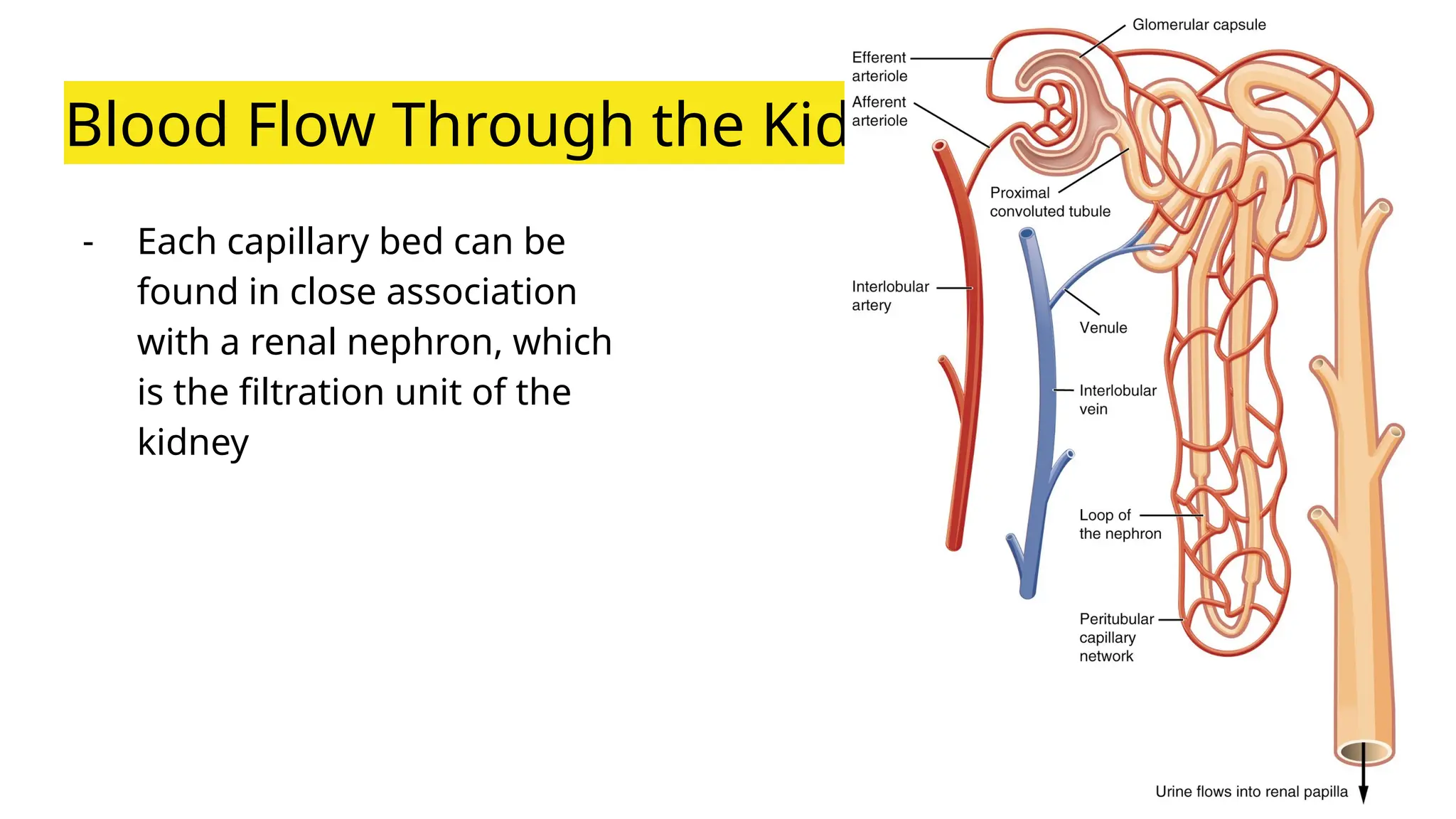 Renal structure & function anatomy and physiology .ppt