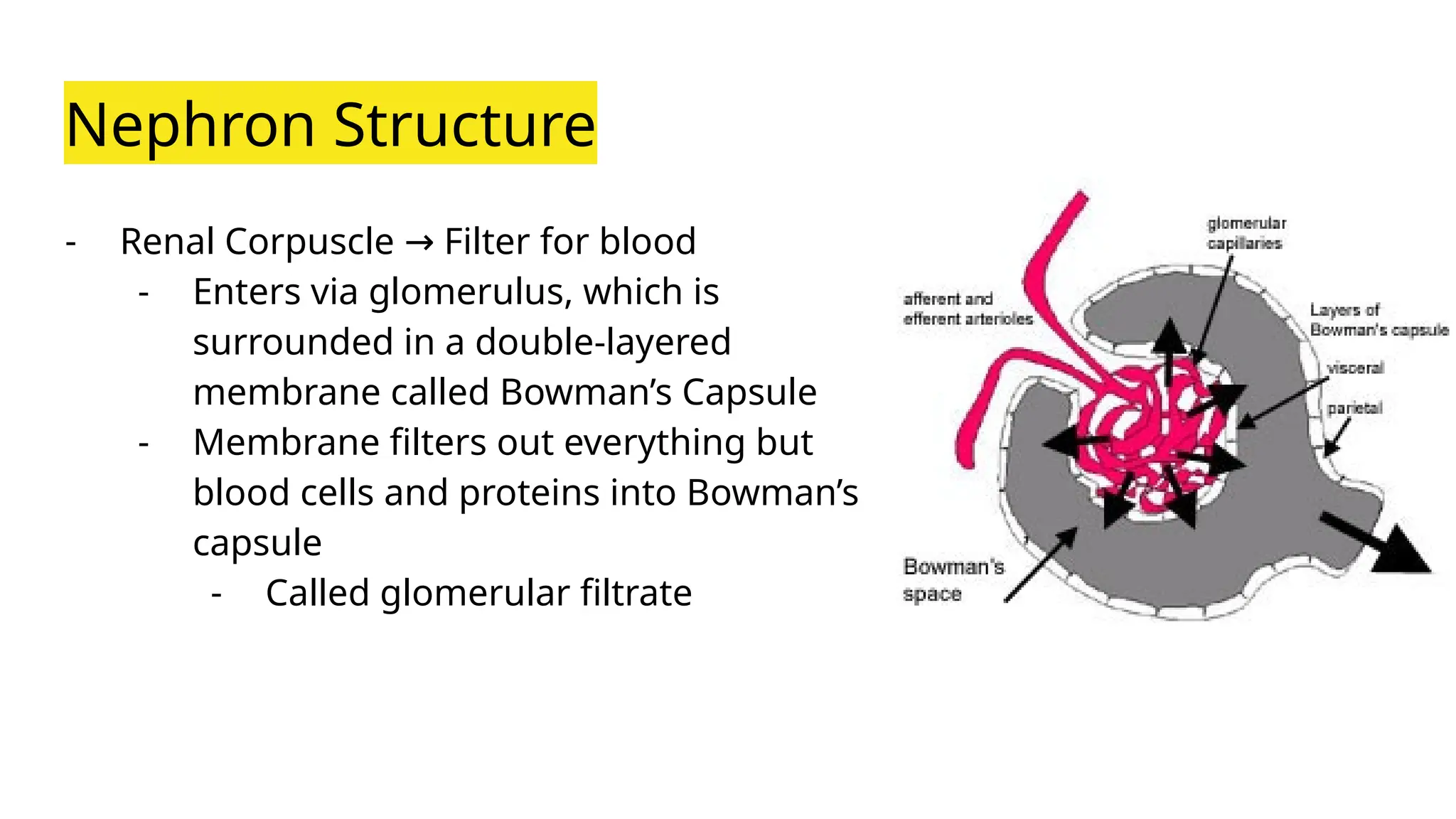 Renal structure & function anatomy and physiology .ppt