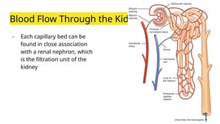 Renal structure & function anatomy and physiology .ppt