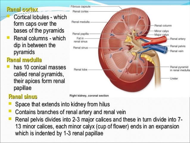 Kidney Renal Cortex Medulla