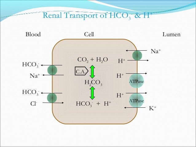 Renal system