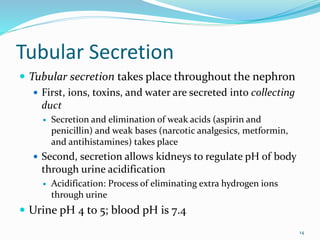 Renal system | PPTX