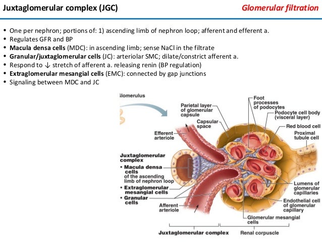 Renal system