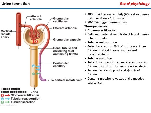 Renal system