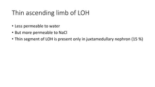 RENAL PHYSIOLOGY REVISION NOTES | PDF