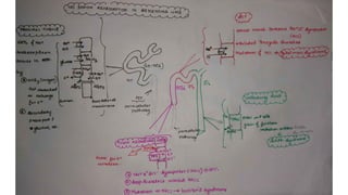 RENAL PHYSIOLOGY REVISION NOTES | PDF