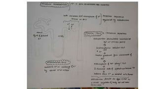 RENAL PHYSIOLOGY REVISION NOTES | PDF