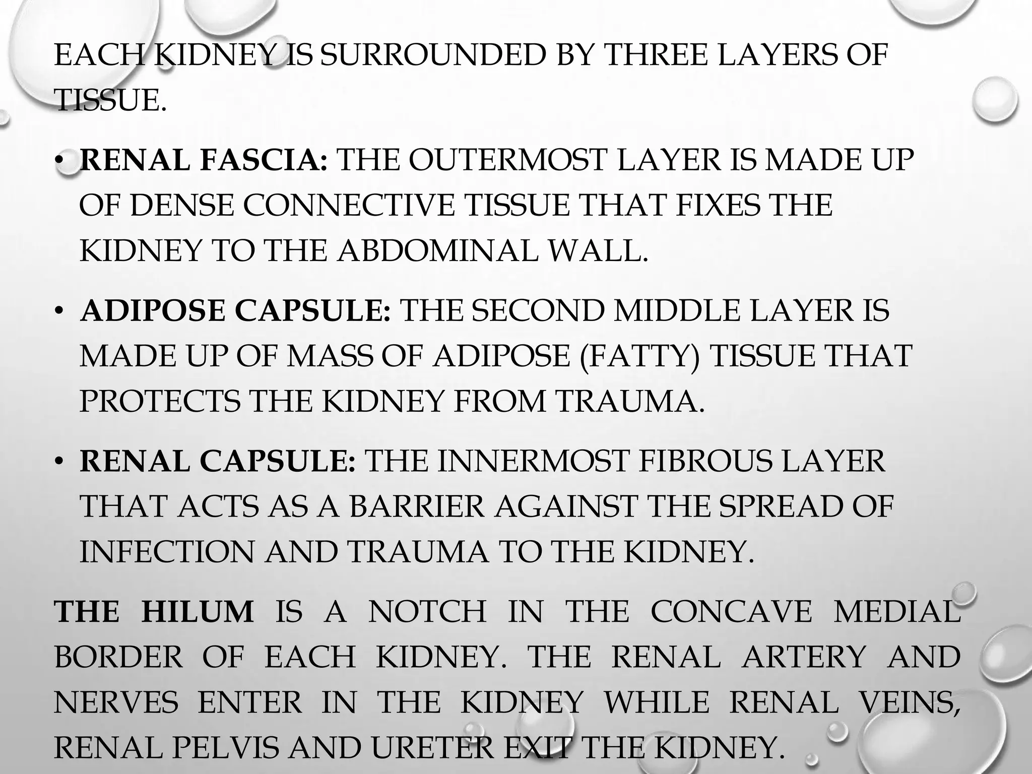Human Urinary system: Anatomy and Physiology | PPTX