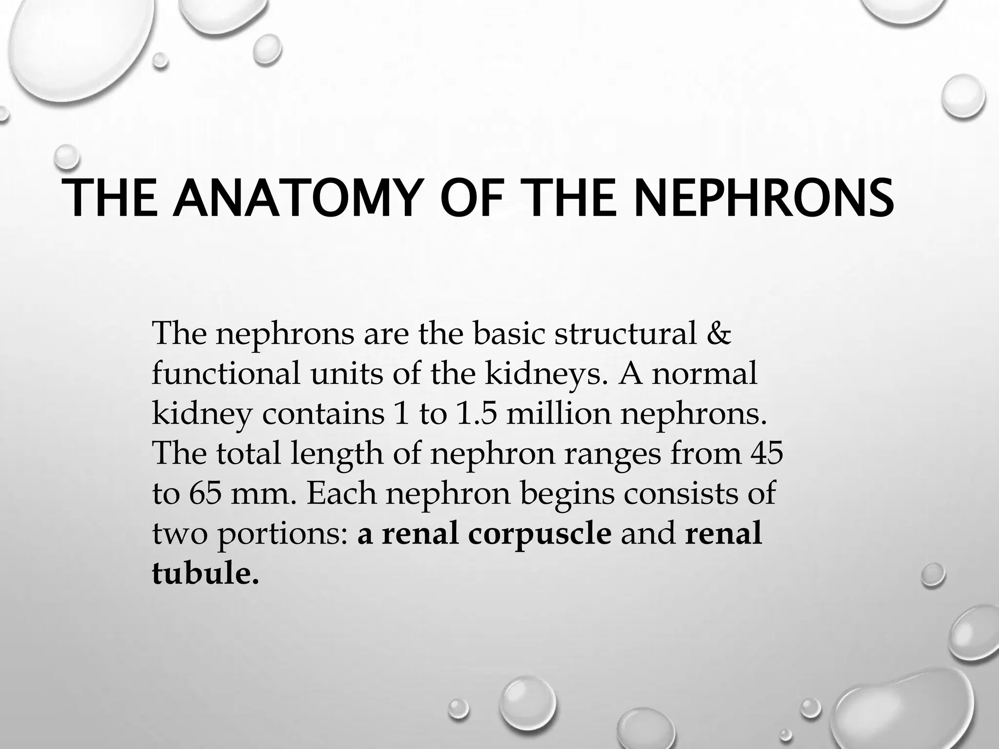 Human Urinary system: Anatomy and Physiology | PPTX