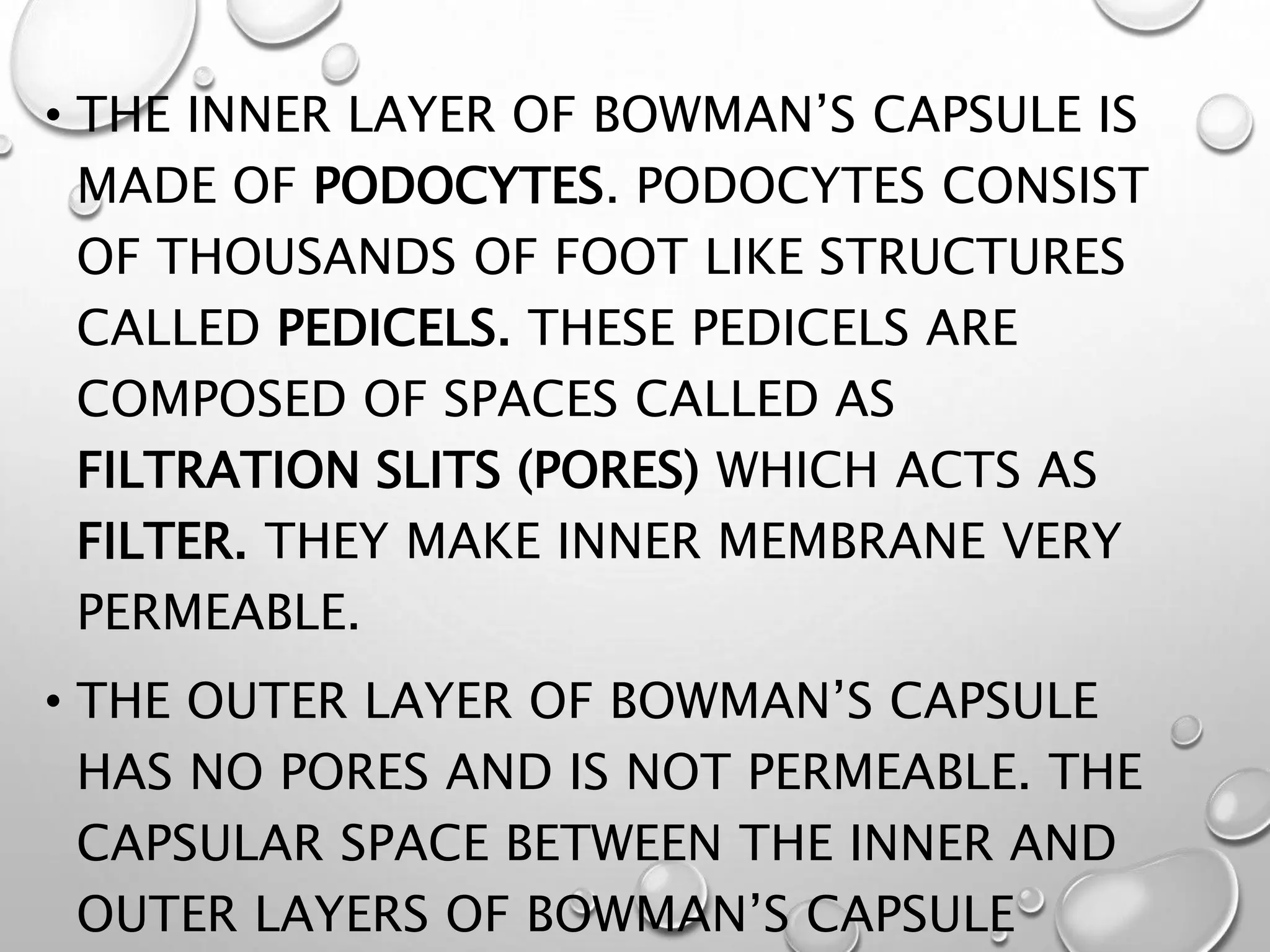 Human Urinary system: Anatomy and Physiology | PPTX