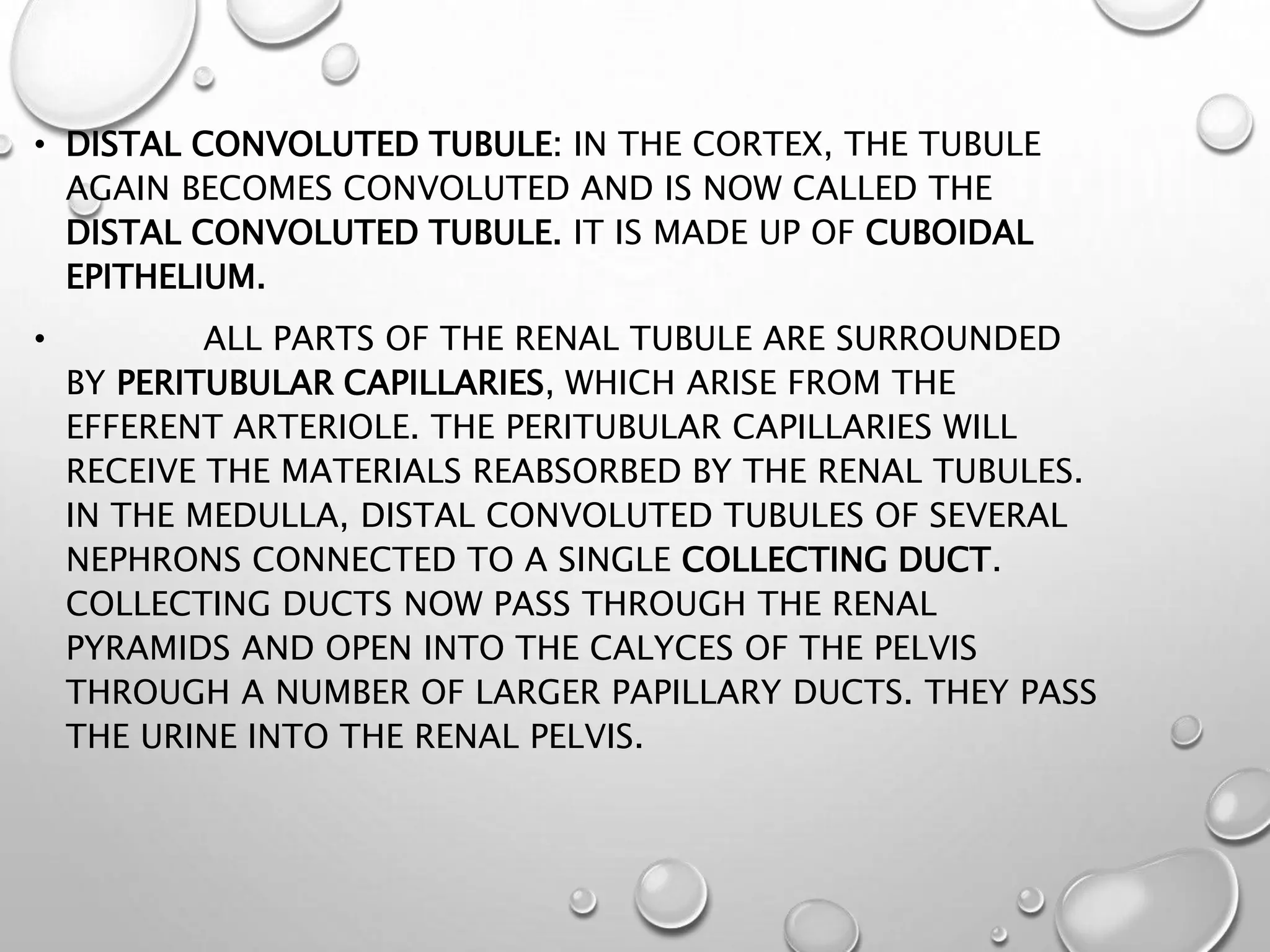 Human Urinary system: Anatomy and Physiology | PPTX