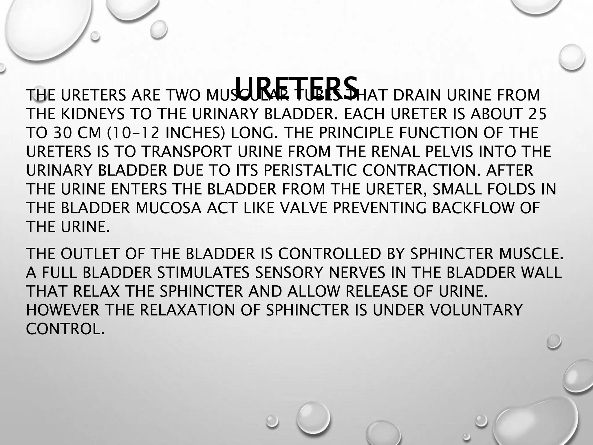 Human Urinary system: Anatomy and Physiology | PPTX