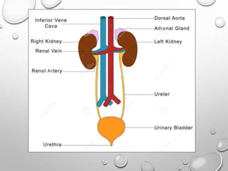 Human Urinary System Diagram Labeled