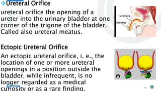 Renal system | PPTX