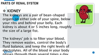 Renal system | PPT