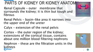 Renal system | PPT