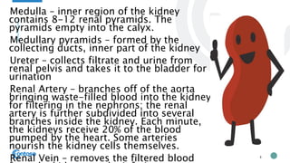 Renal system | PPT