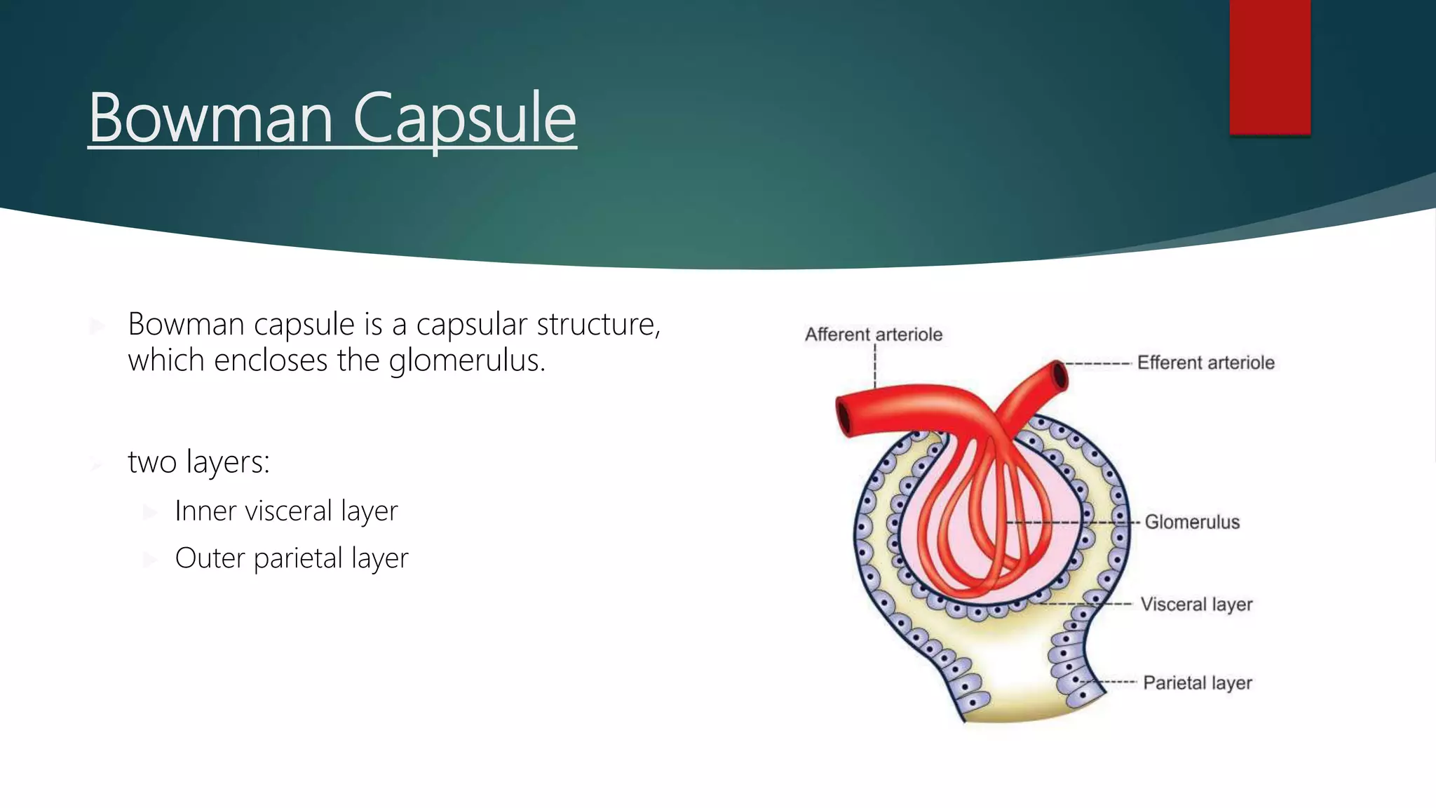 Renal system | PPTX