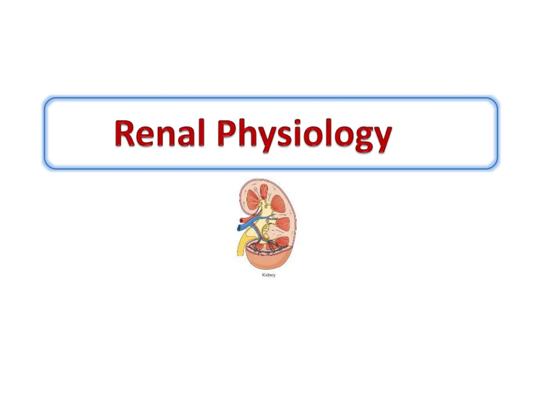 renal system..........................pptx