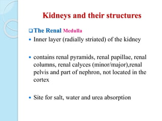 renal system..........................pptx