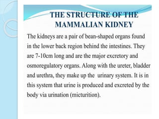 renal system..........................pptx