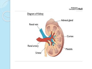 renal system..........................pptx