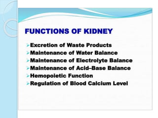 renal system..........................pptx